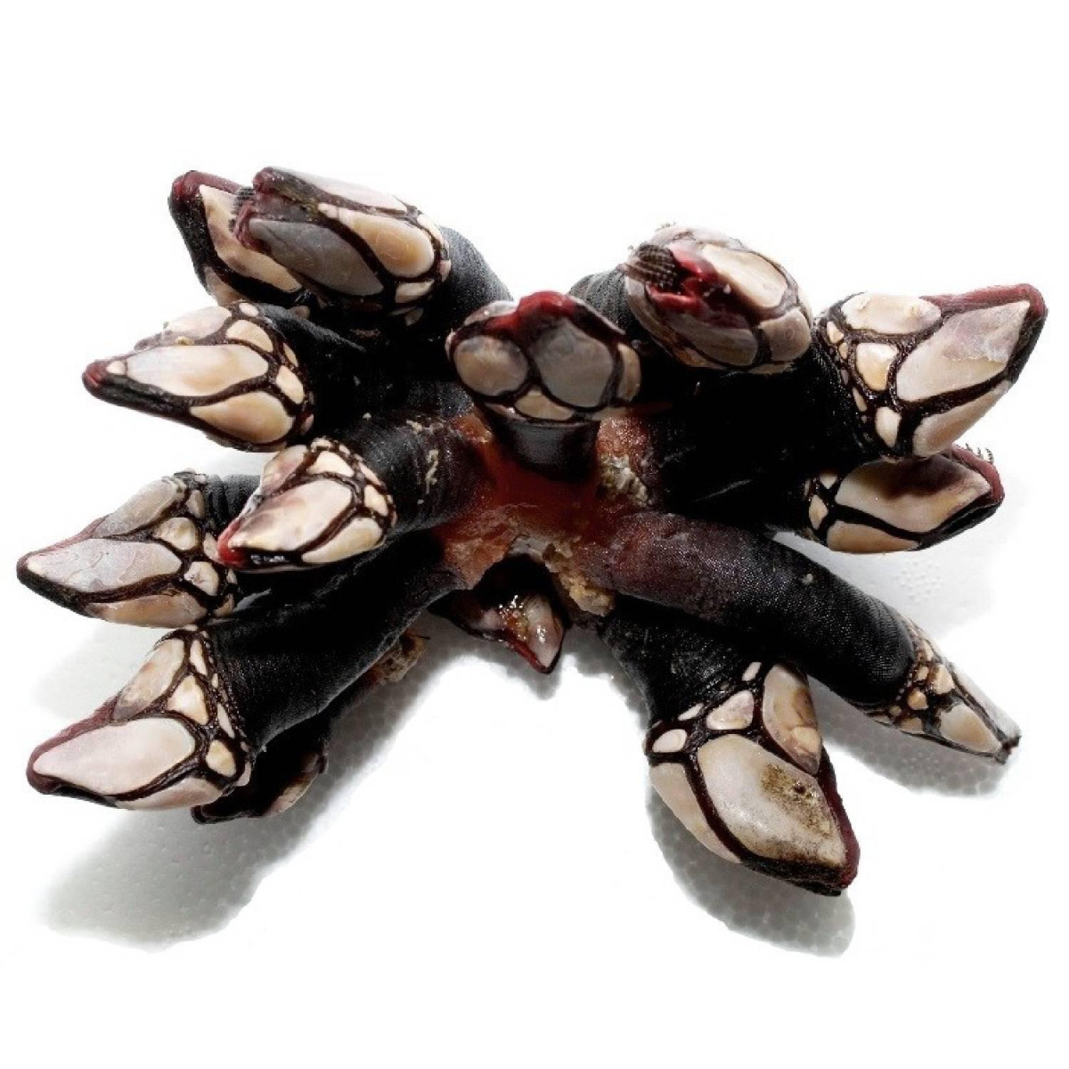 Percebes 1 kg aprox